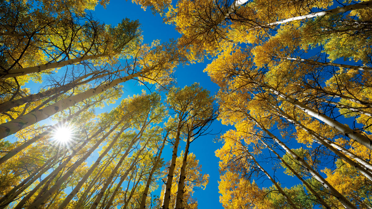 Communing with Nature — The Benefits